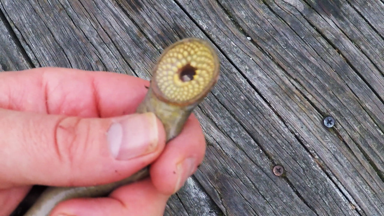 Close Up of Lamprey Mouth & Teeth - Eternal Angler