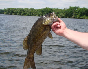 Smallmouth Bass Population at Kent Lake - Eternal Angler