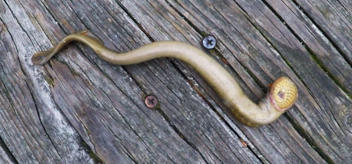 Close Up of Lamprey Mouth & Teeth - Eternal Angler