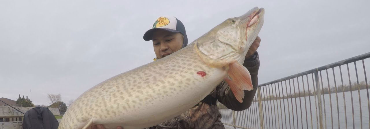 51" Musky on Detroit River with a White Restless Rider - Eternal Angler
